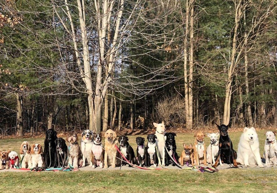 Der Mann geht mit 20 Hunden gleichzeitig spazieren und macht ...