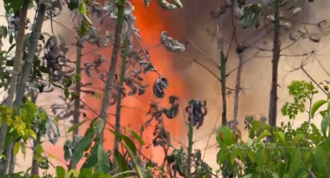Brasilien in Flammen: Tropenwald in Amazonas hat grossen Brand, Details ...