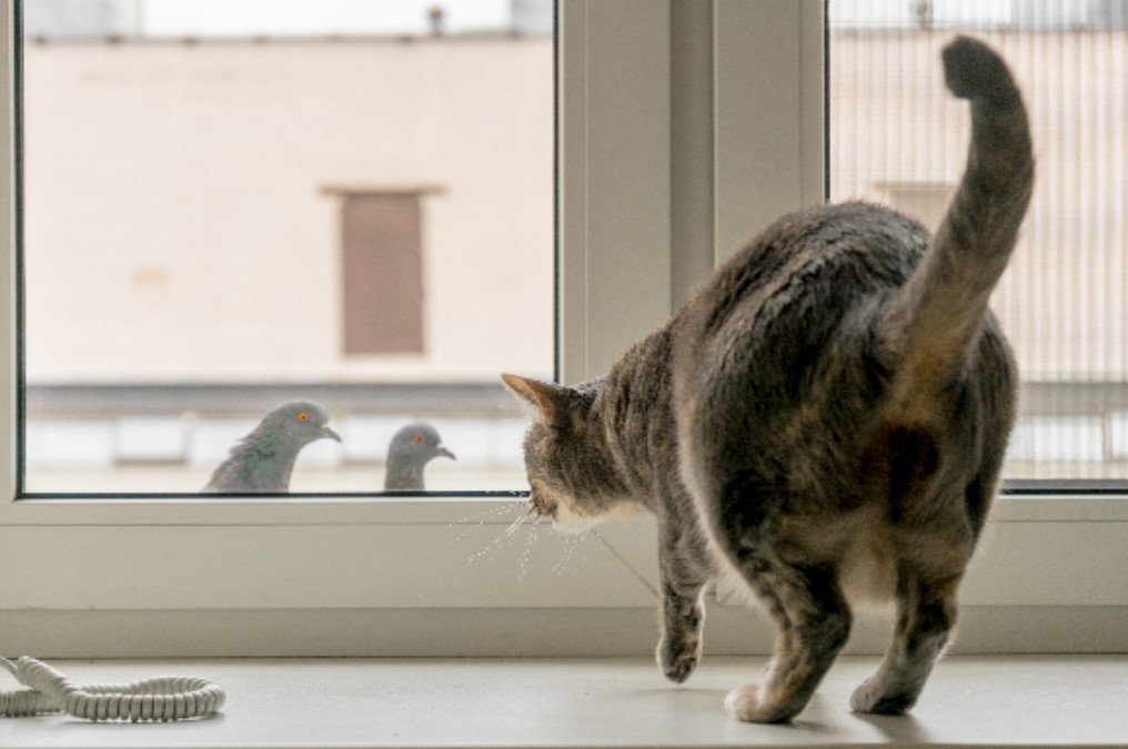 Besonderheiten der Katzensprache: was eine Katze sagen möchte, wenn sie ... Besonderheiten der Katzensprache: was eine Katze sagen möchte, wenn sie ...