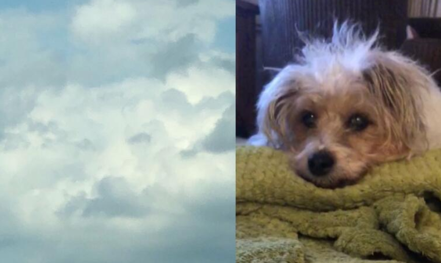 Lucy sah ihren Hund ein paar Stunden, nachdem sie ihn verloren hatte ...