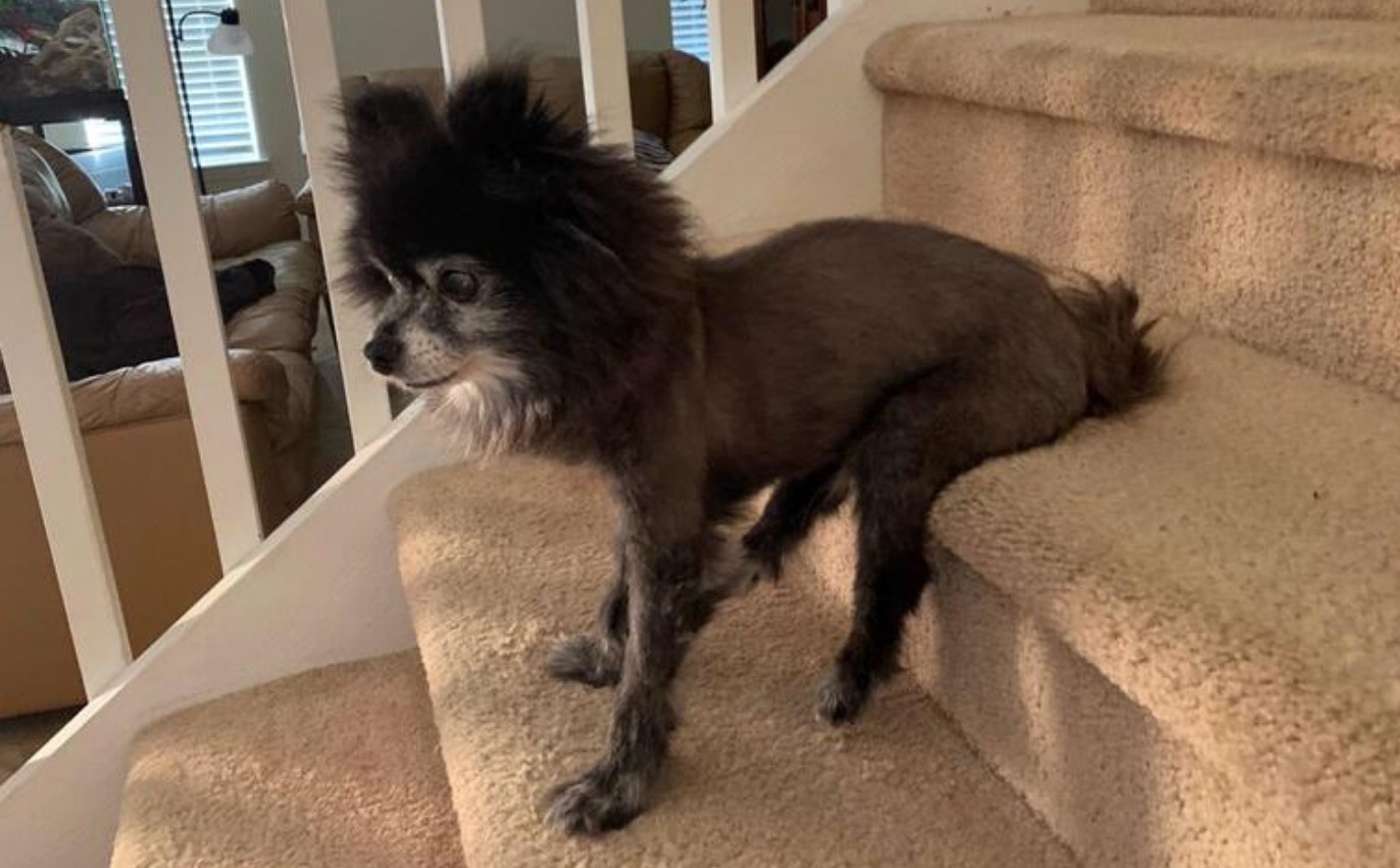 Hunde, die sich weigern, wie normale Tiere zu sitzen. Uberalles