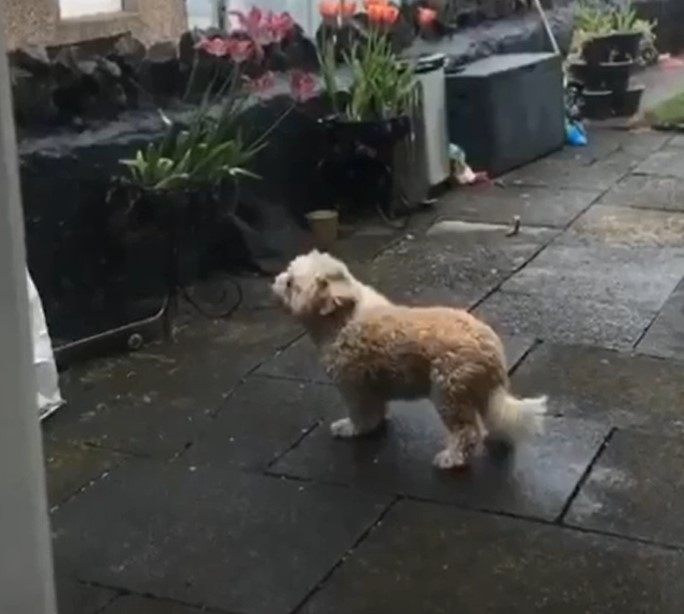 Ein treuer Freund: freundlicher Hund liebt seinen älteren Nachbarn ...