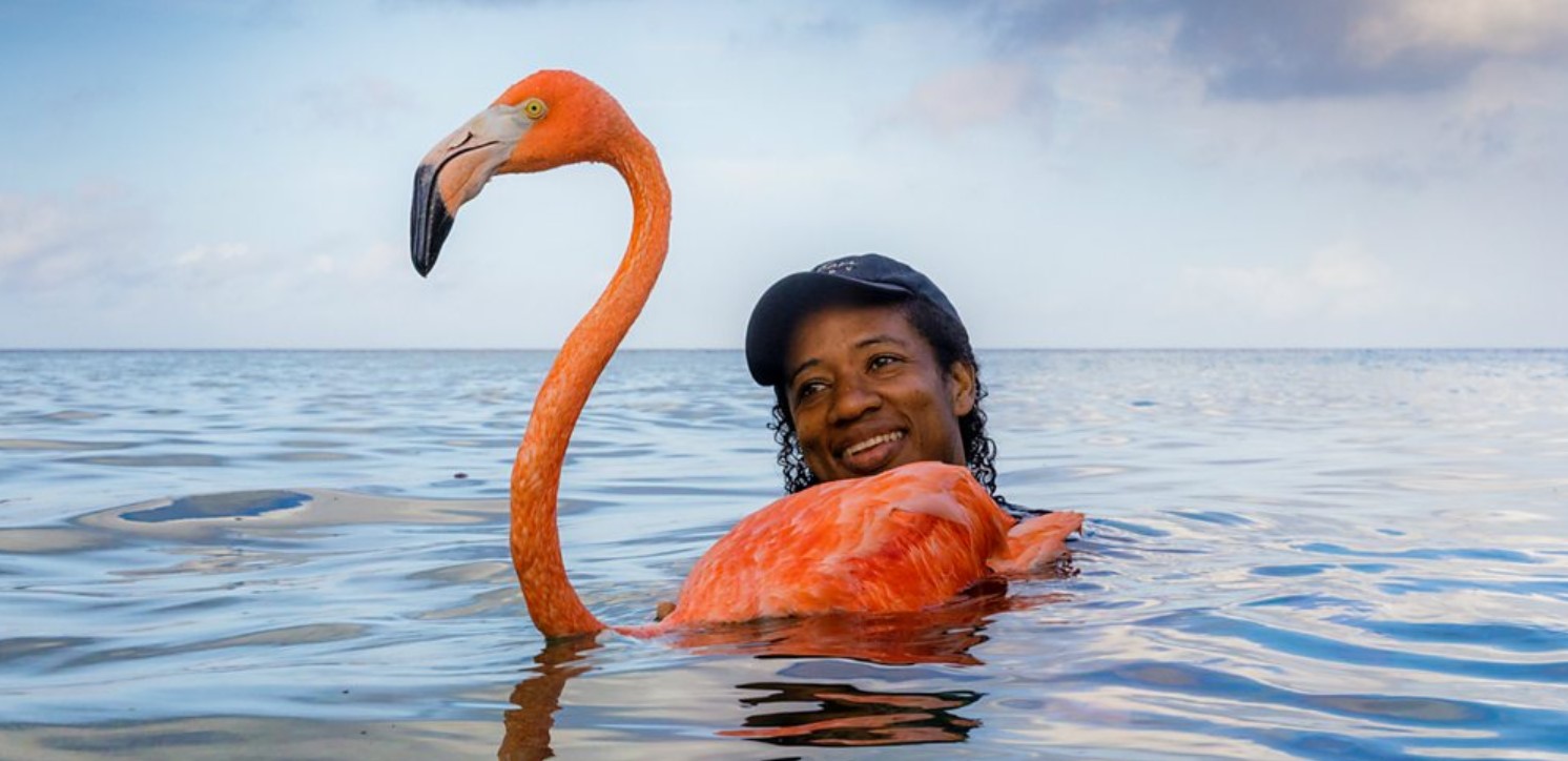 Nach dem Unfall beschloss der Flamingo Bob mit den Menschen zu wohnen ...