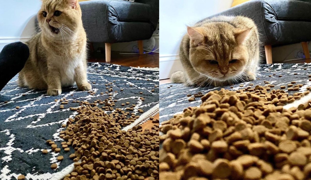 Als die Besitzerin das Futter versehentlich zerstreute, zeigte ihre ...