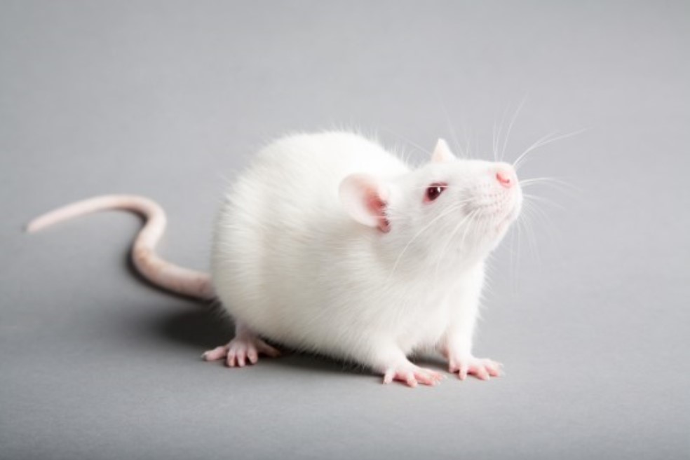 Wissenschaftler haben erklärt, warum sich die Augen von Ratten in ...