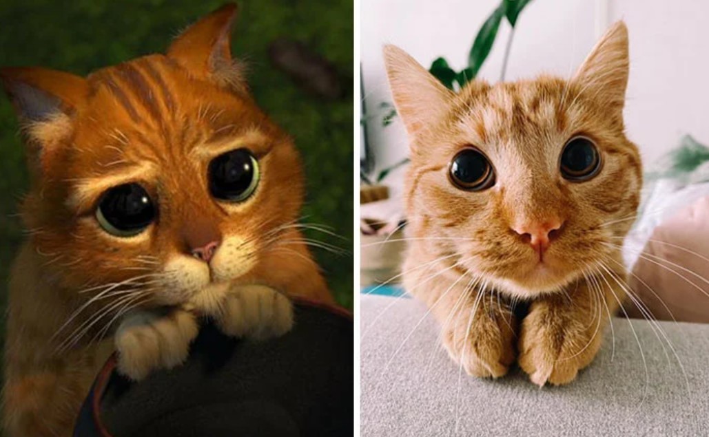 Ein Hauskater hat gelernt, die Mimik des Katers aus dem Film „Shrek ...