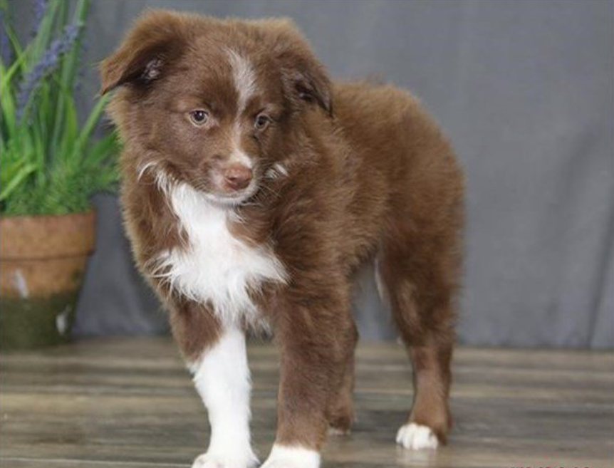 "Bärchen" aus dem Wald: Die Familie ging in den Wald, um Pilze zu sammeln, und kam mit einem ...