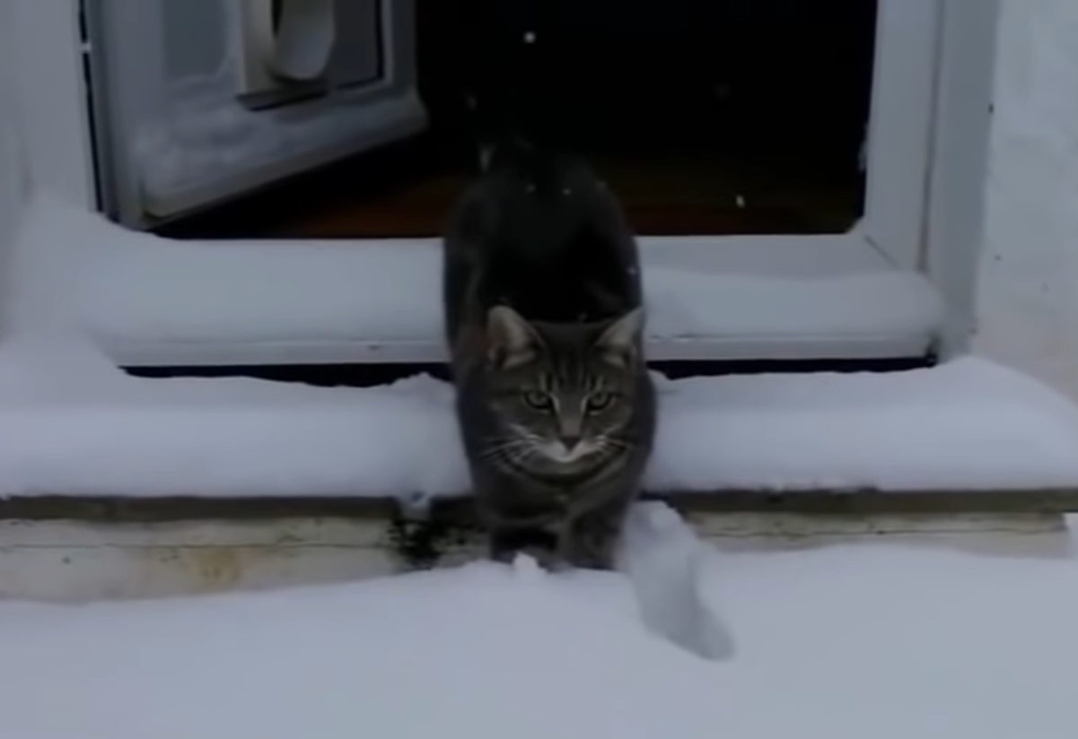 Eine Katze verirrte sich auf dem Berg Britsen in der Schweiz: Es ...