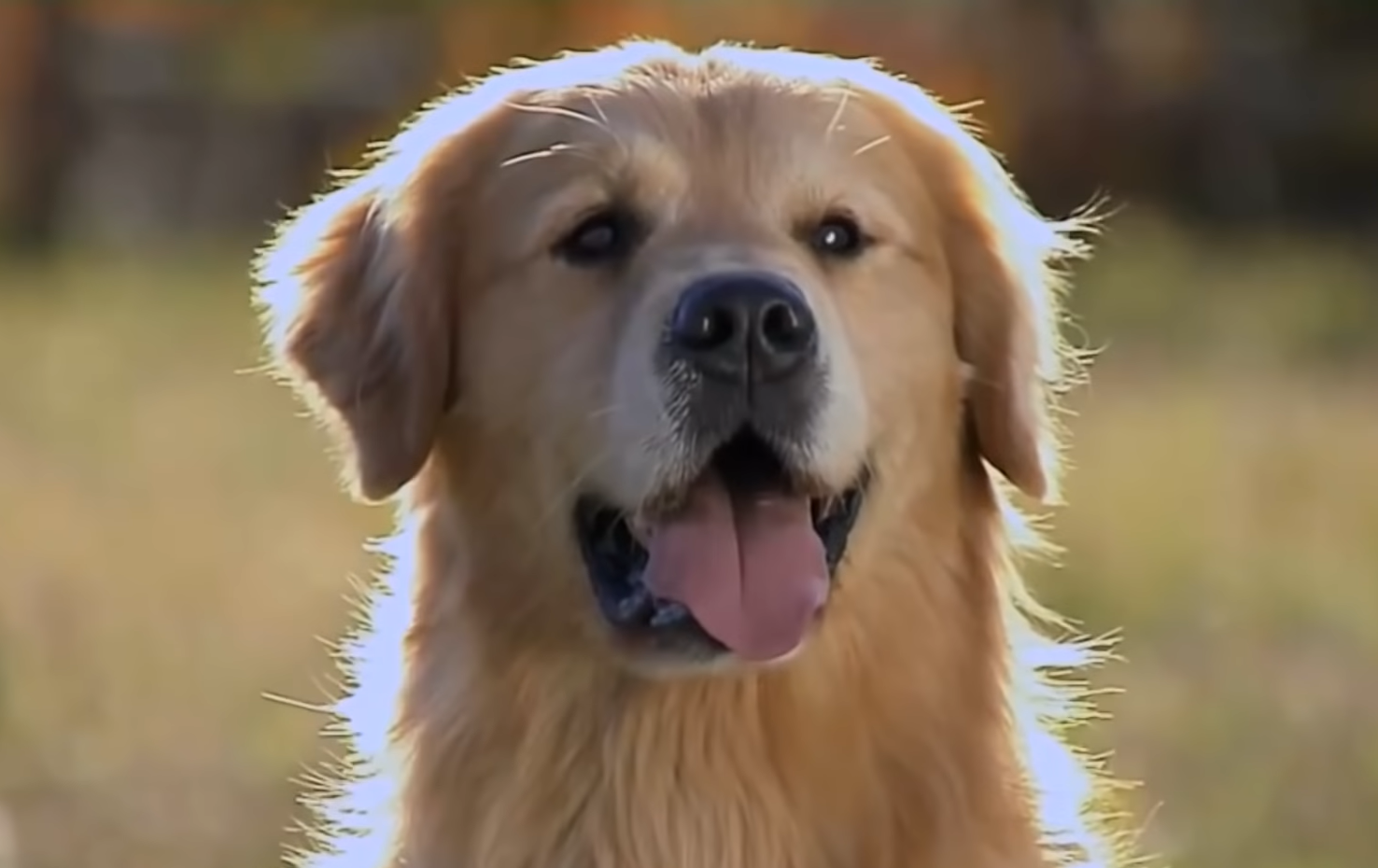 Hundert Kilometer unterwegs: Ein treuer Hund konnte die Trennung nicht ...