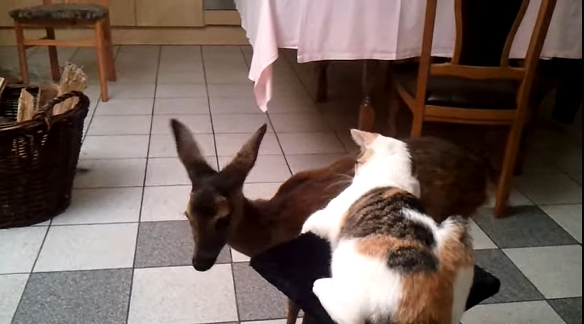 Eine rührende Beziehung: Eine Katze verliebt sich in ein Rehbaby und ...