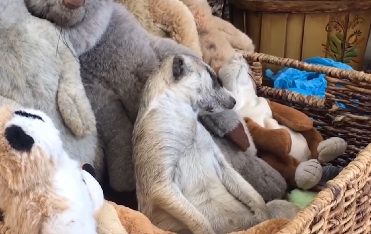 "Joni, reiß dich zusammen": Ein Erdmännchen wollte während eines Films ...