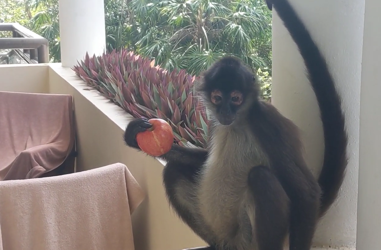 Leichtsinn oder Mut: Eine Frau betritt ein Affengehege, Details. Uberalles