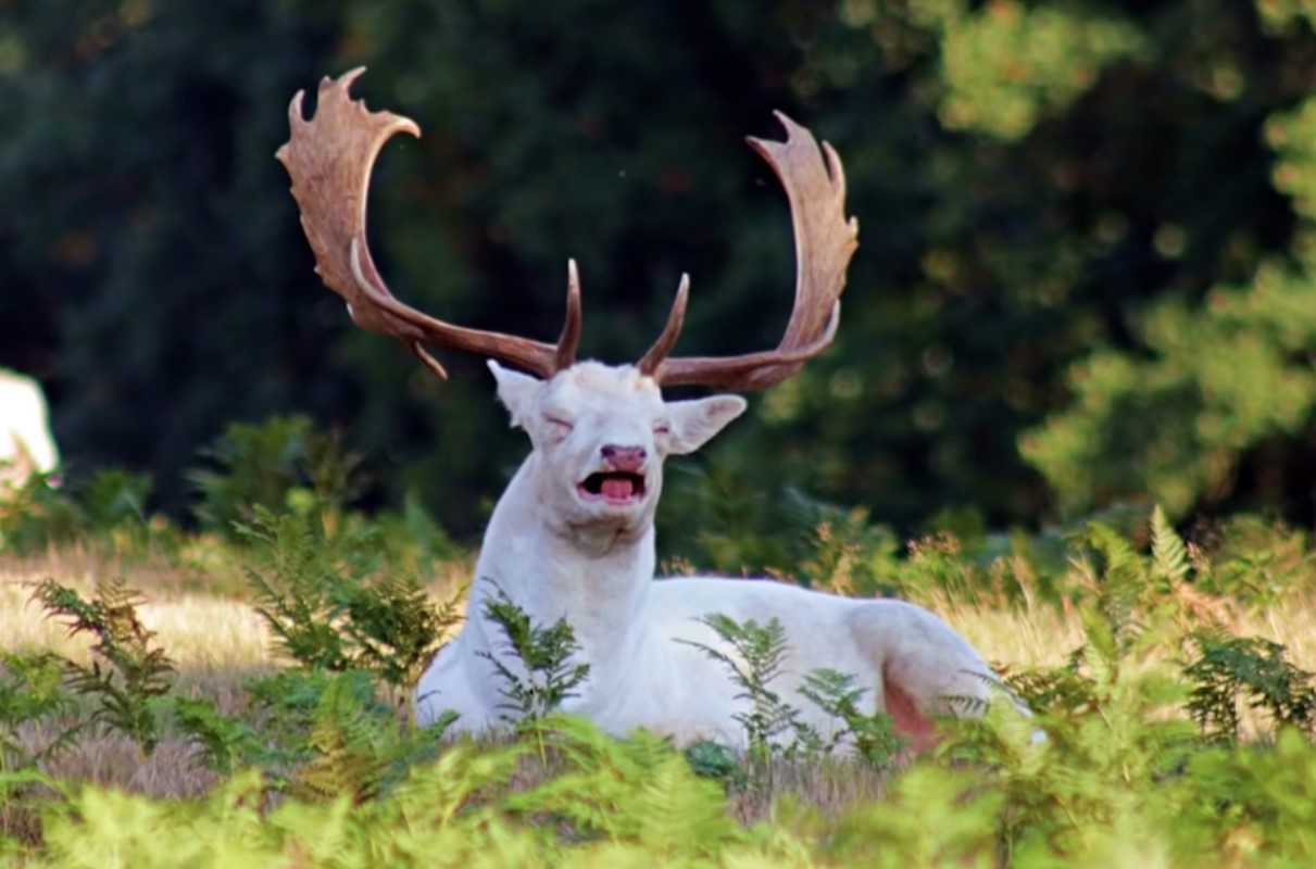 Einer von einer Million: wie sehen die seltensten Tiere aus, die einmal ...