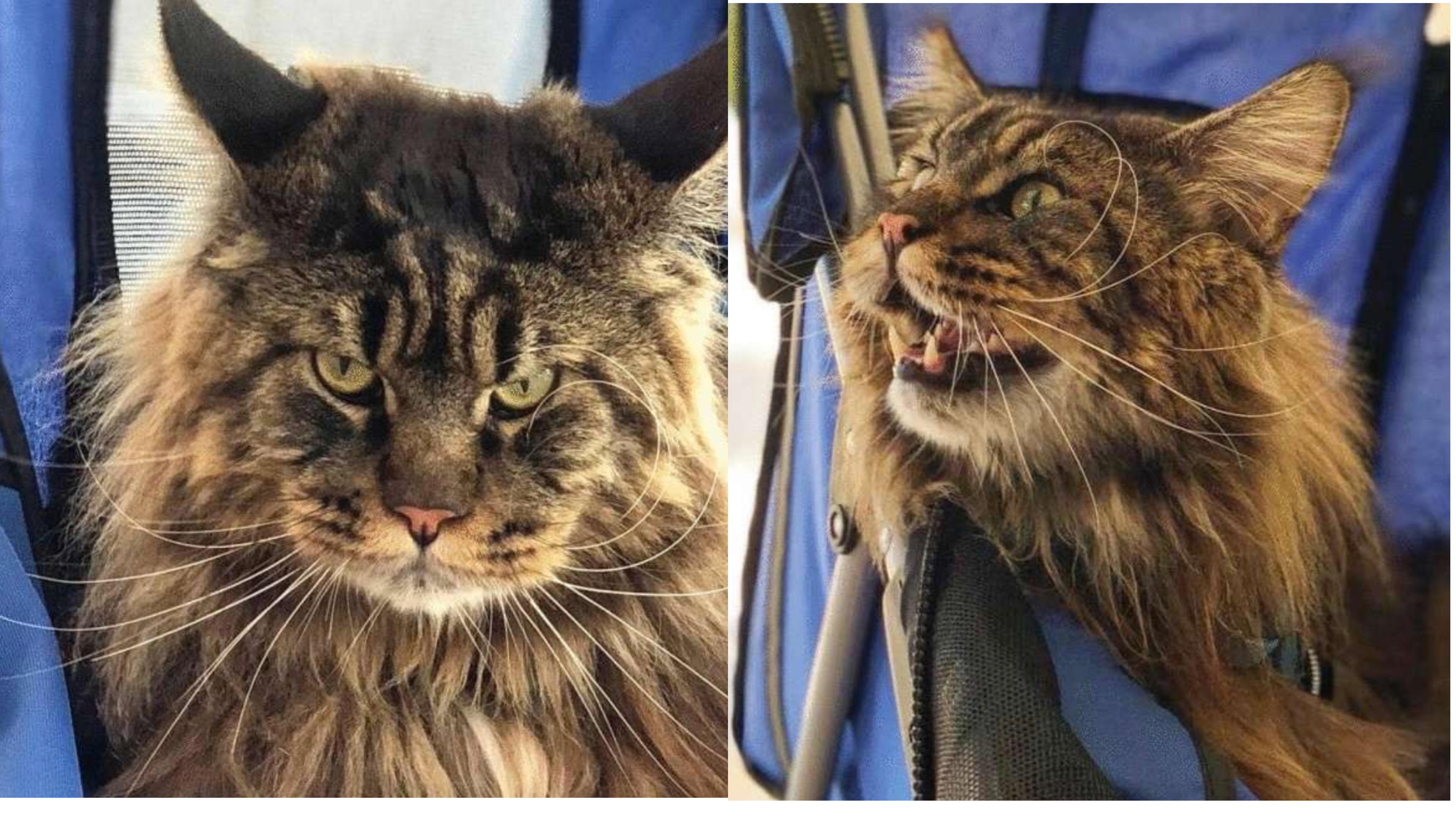 Einzigartig: Der Kater Barivel ist offiziell als der längste Kater der ...