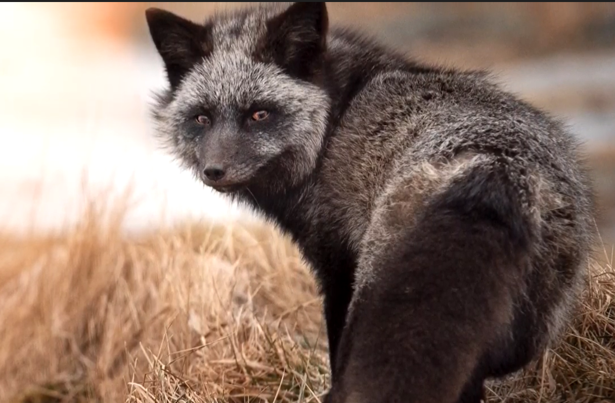 Schwarzer Fuchs lernte zu singen und mit Menschen zu sprechen: wie das ...