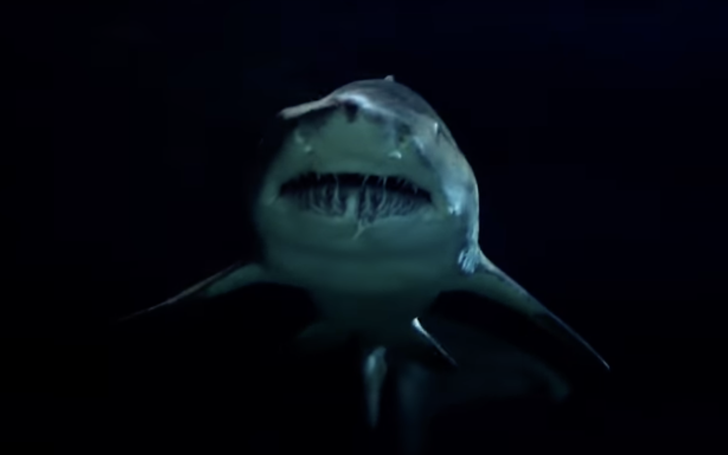 Vor 500 Jahren geborener Hai, wurde an Land gespült, Details. Uberalles