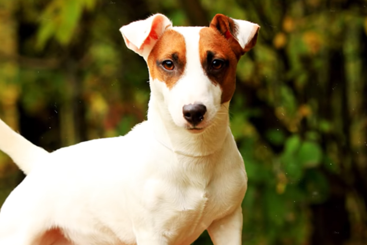 Treue bis zum Ende: Ein streunender Hund weigerte sich, ohne seinen ...