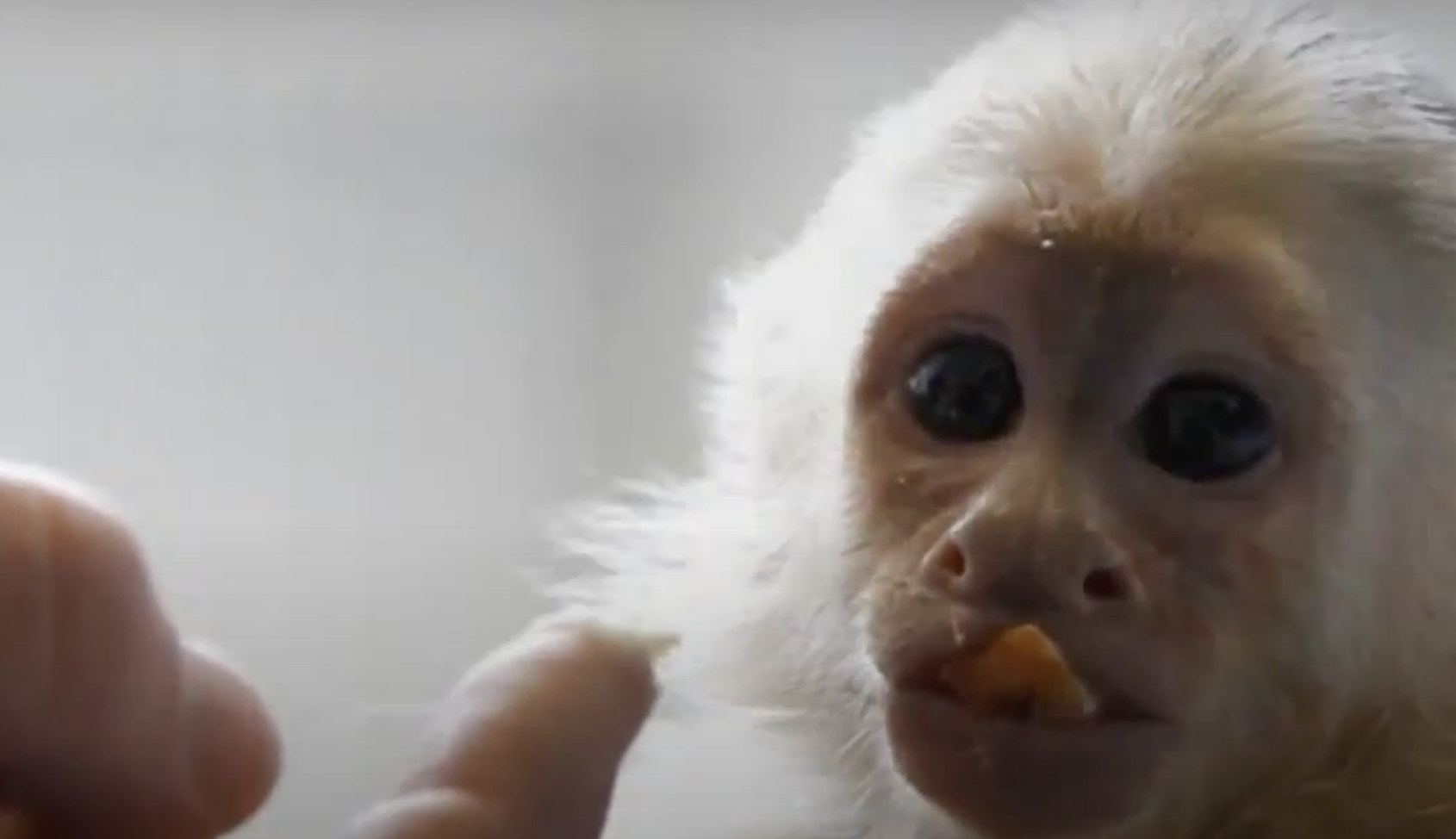 Ein wilder Affe kam allein zum Arzt und bat um Hilfe. Uberalles