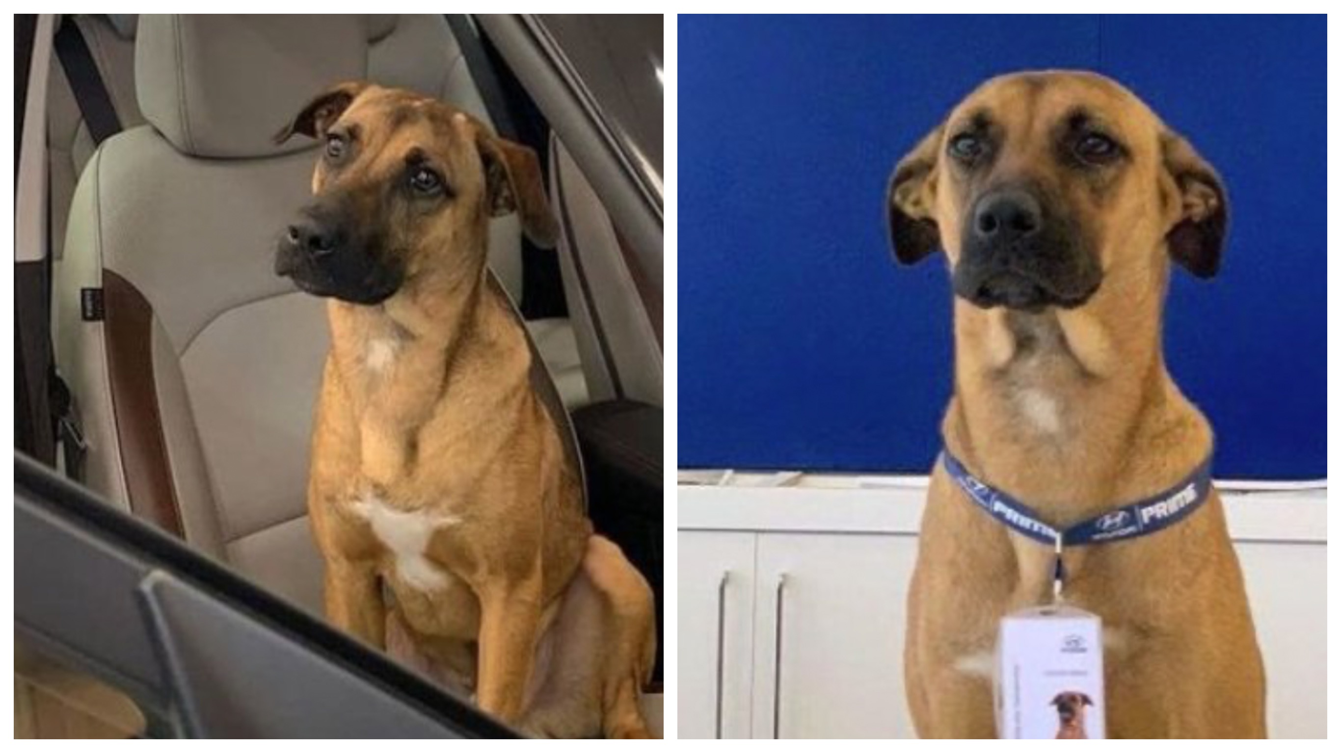 Streuner wird ein echter Star: Die Geschichte des Hundes, der nach ...