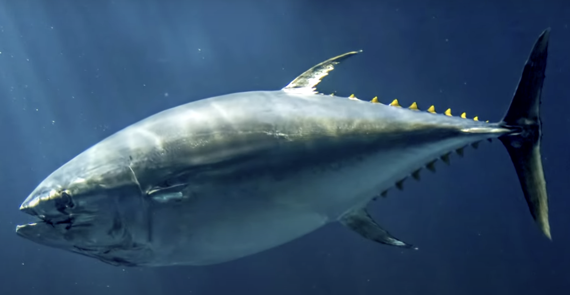 Thunfisch in Menschengröße: Ein 146 Kilogramm schwerer und zwei Meter ...