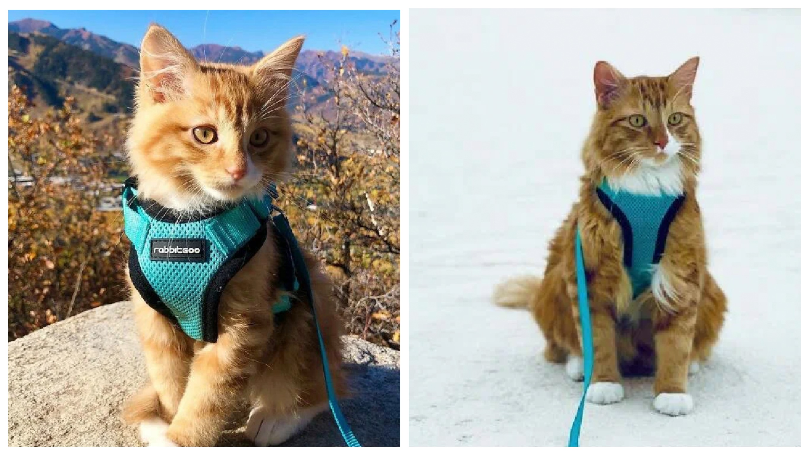 Reisende Katze erobert mit ihren Besitzern die Welt. Uberalles