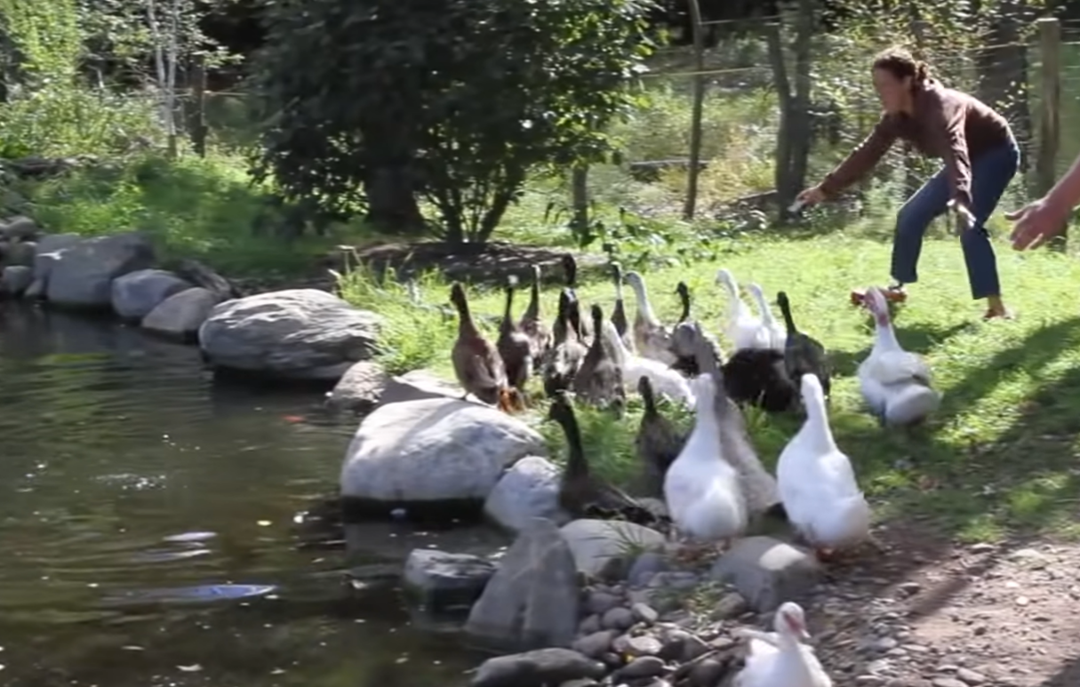 Enten, die zum ersten Mal Wasser sehen, können ihre Gefühle nicht ...