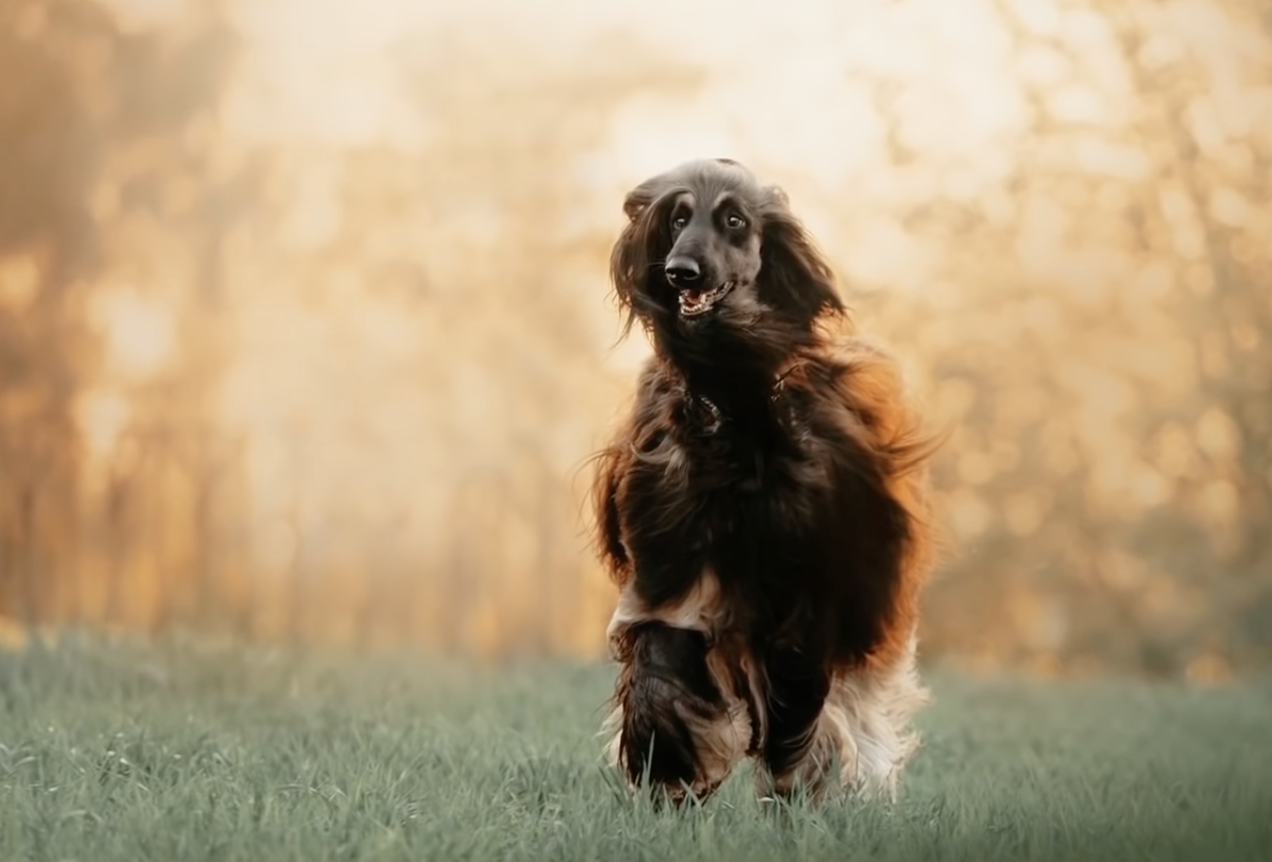 Im Pazifischen Ozean gibt es eine Insel mit streunenden Hunden. Uberalles