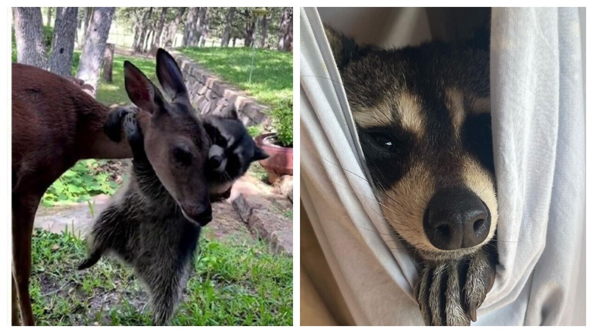 Ein geretteter Waschbär und ein Rehbaby sind beste Freunde geworden ...