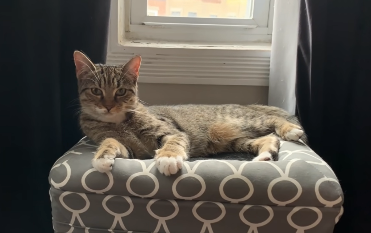 Der clevere Kater hat mehrere Ausbrüche aus dem Tierheim geschafft und ...