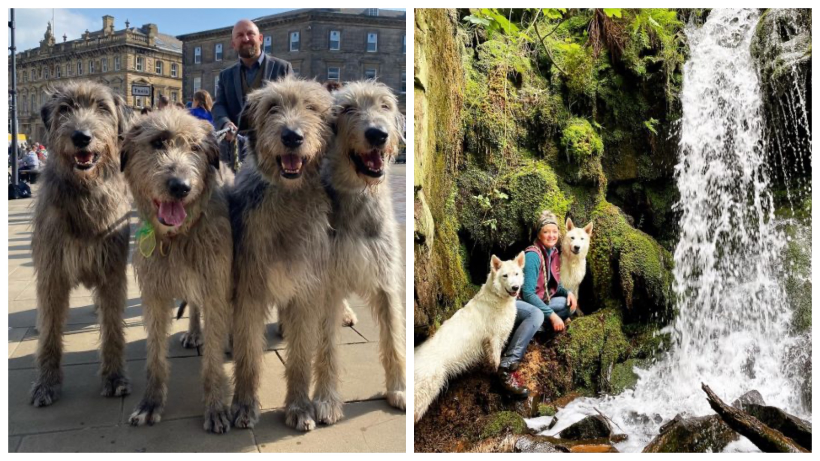 "Es sind sehr liebevolle Hunde": Ehepaar teilt sich ein Landhaus mit 10 ...