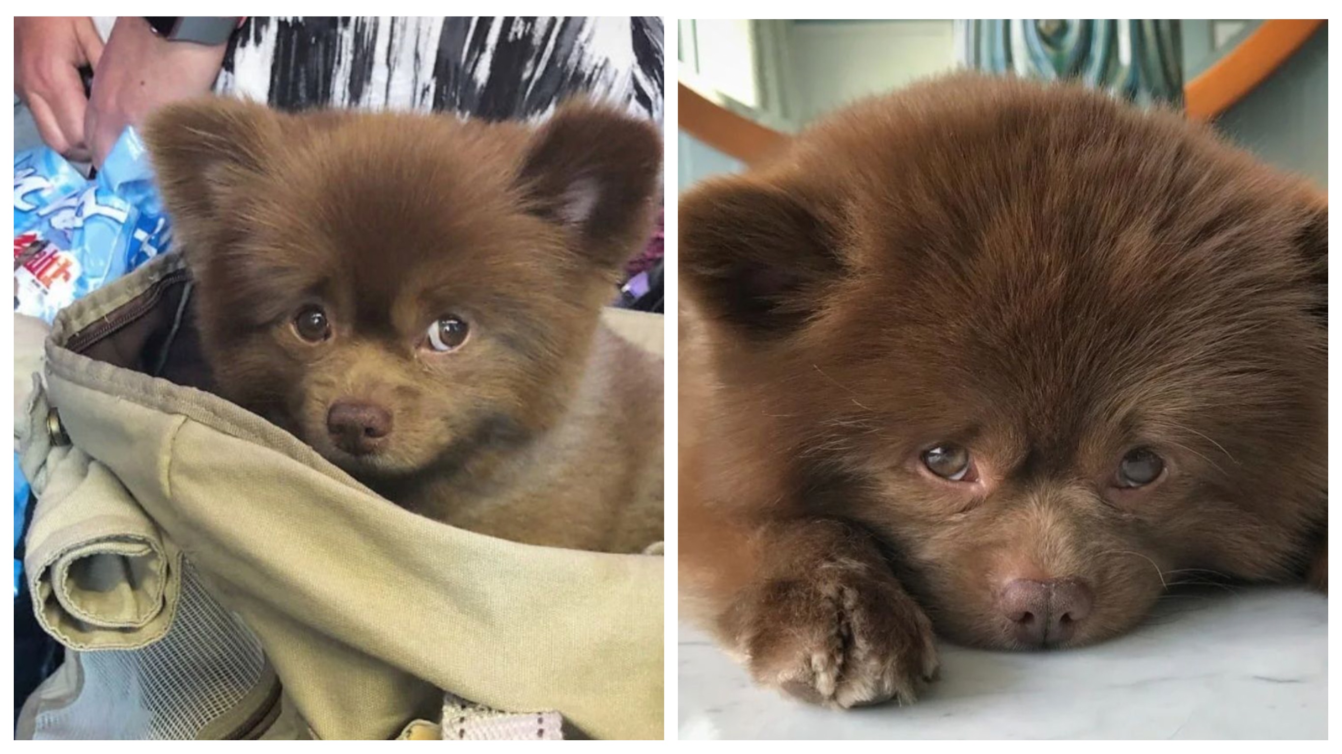 "Mein Teddybär": Ein Hund, der wie ein Bärenjunges aussieht, wurde von ...