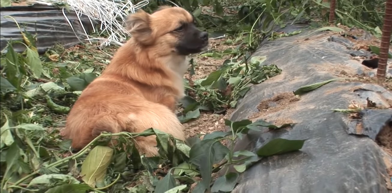 Ein großer Lebensdurst: Hund, der nur mit zwei Beinen lebt, inspiriert ...