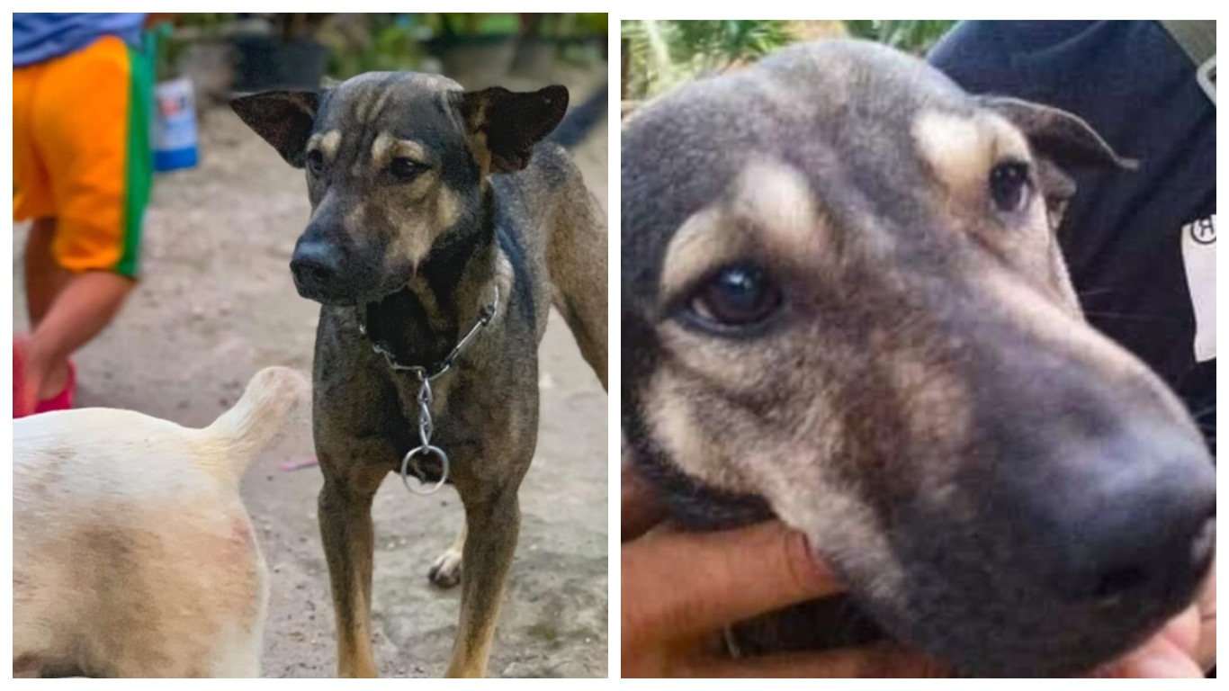"Schutzengel": Ein Hund führte einen Fremden in die Berge, um einen ...