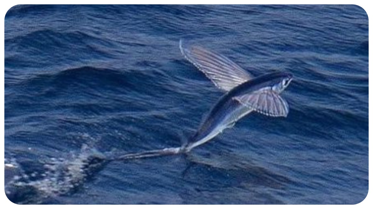 Fliegen wie ein Flugzeug: Wie ein Fisch aussieht, der mehr kann als nur ...