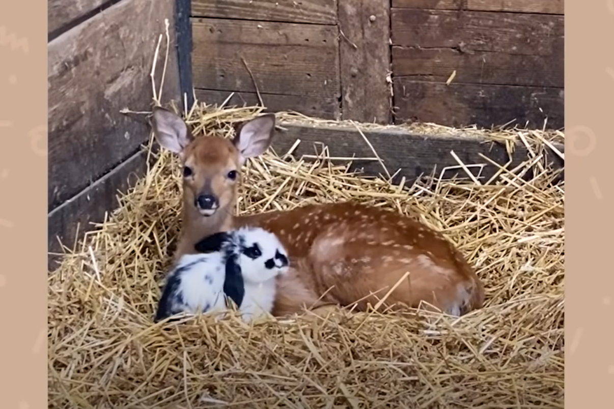 Ein einsames Rehbaby, das einen Freund brauchte, lernte dank eines ...