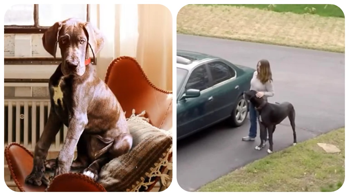 Deutsche Dogge bringt Herzen zum Schmelzen mit liebenswertem ...