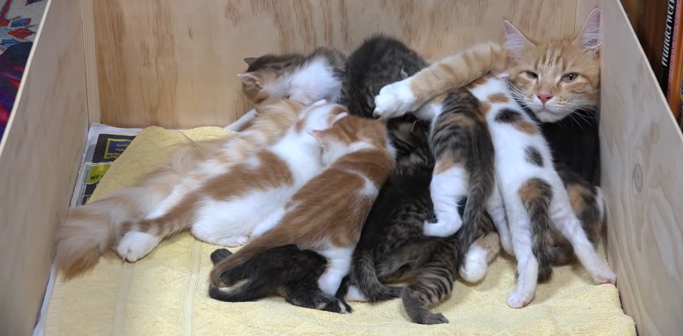 Kurz davor, Mutter zu werden, findet eine streunde Katze das perfekte ...