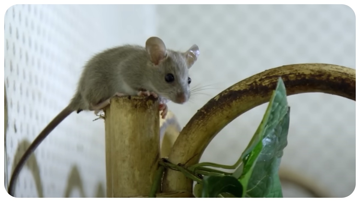 "Stadtverwaltung verbietet uns, auf der Straße zu parken, weil sie von ...