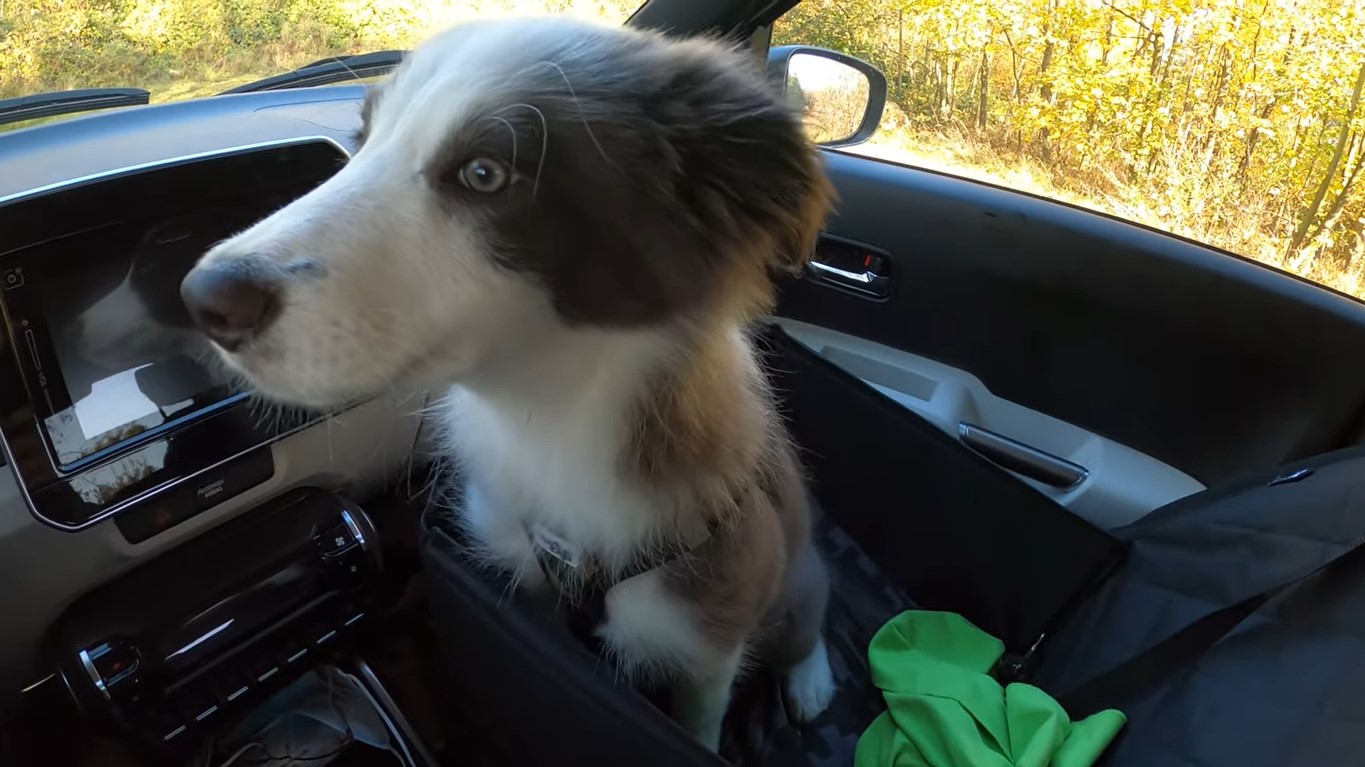 "Eine echte Inspirationsquelle": Dank der Liebe des Hundes begann ein ...