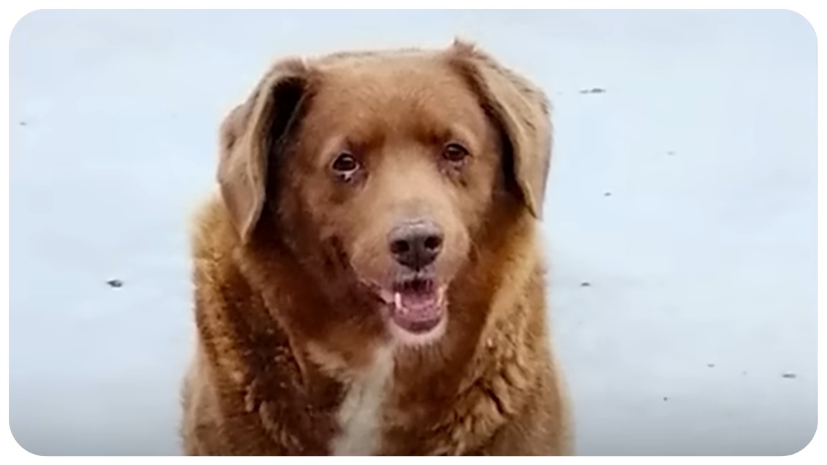 30-jährige Bobby wurde als ältester Hund in das Guinness-Buch der ...