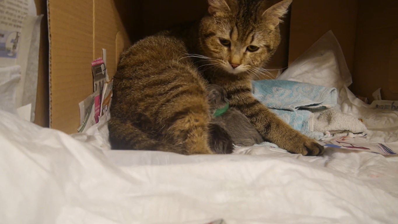 Streunende Katzenmutter stellt ihre Babys der Frau vor, die sie von der ...