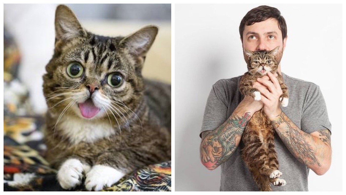 Der Besitzer der einzigartigen Katze Lil Bab hat ein neues Haustier mit ...