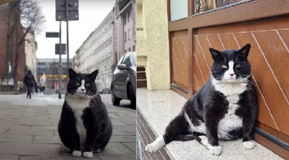 „Hauptattraktion“: Ein riesiger Kater ist zum Symbol der Stadt geworden ...
