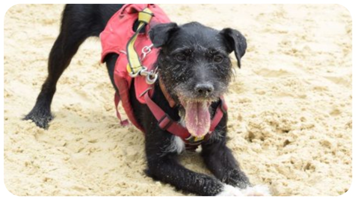 Hund, der "mit seinem Lächeln immer Herzen zum Schmelzen bringt", hofft ...