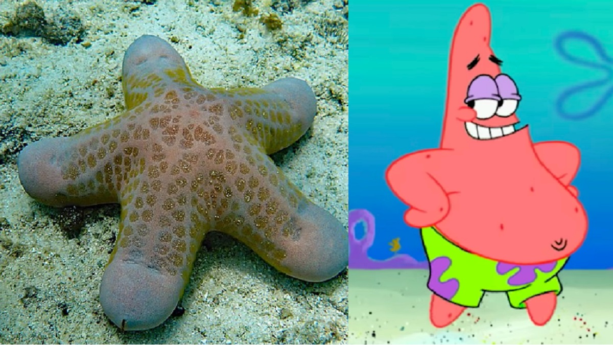 „Humor der Natur“: Ein ungewöhnlicher Seestern ist durch sein Aussehen ...