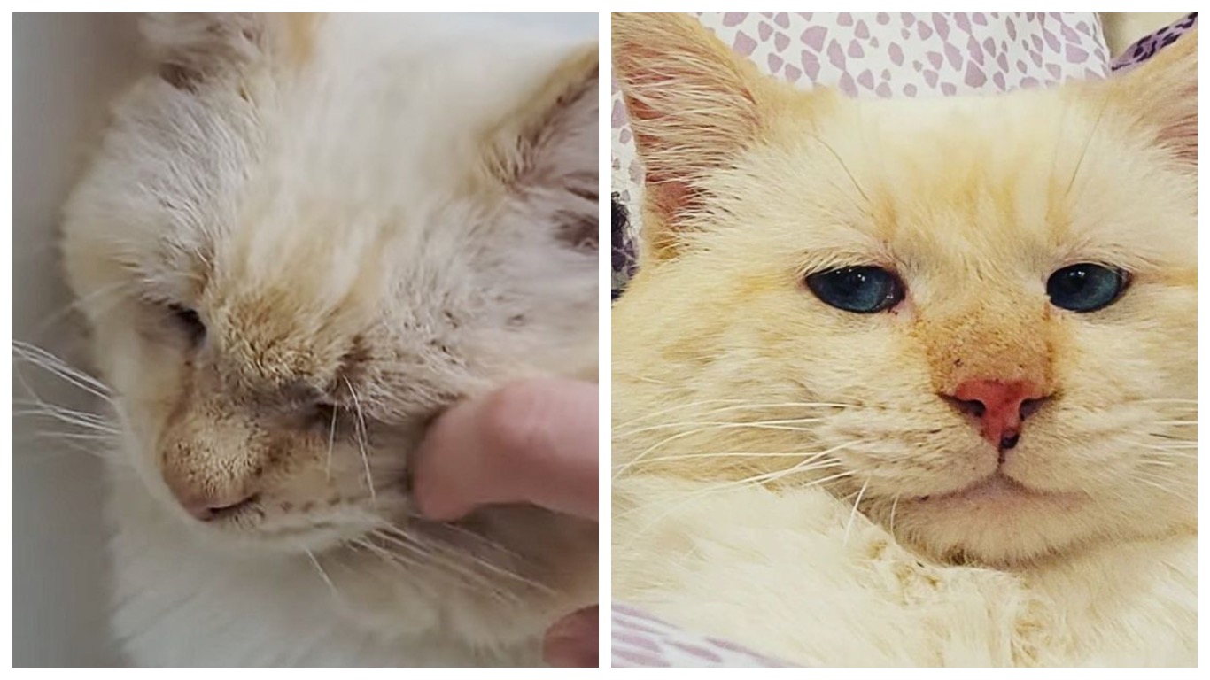 Eine traurige Katze lief die Straße entlang: niemand wollte sie haben ...