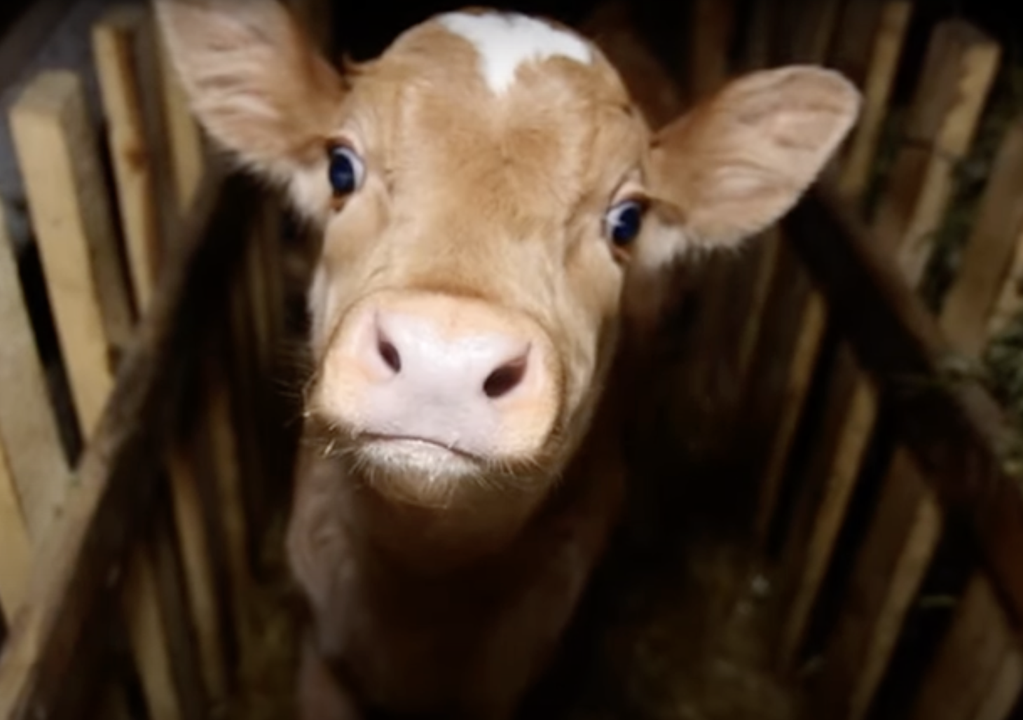 "Wir haben sie Lucky genannt": Ein neugeborenes Kalb mit einem lustigen ...
