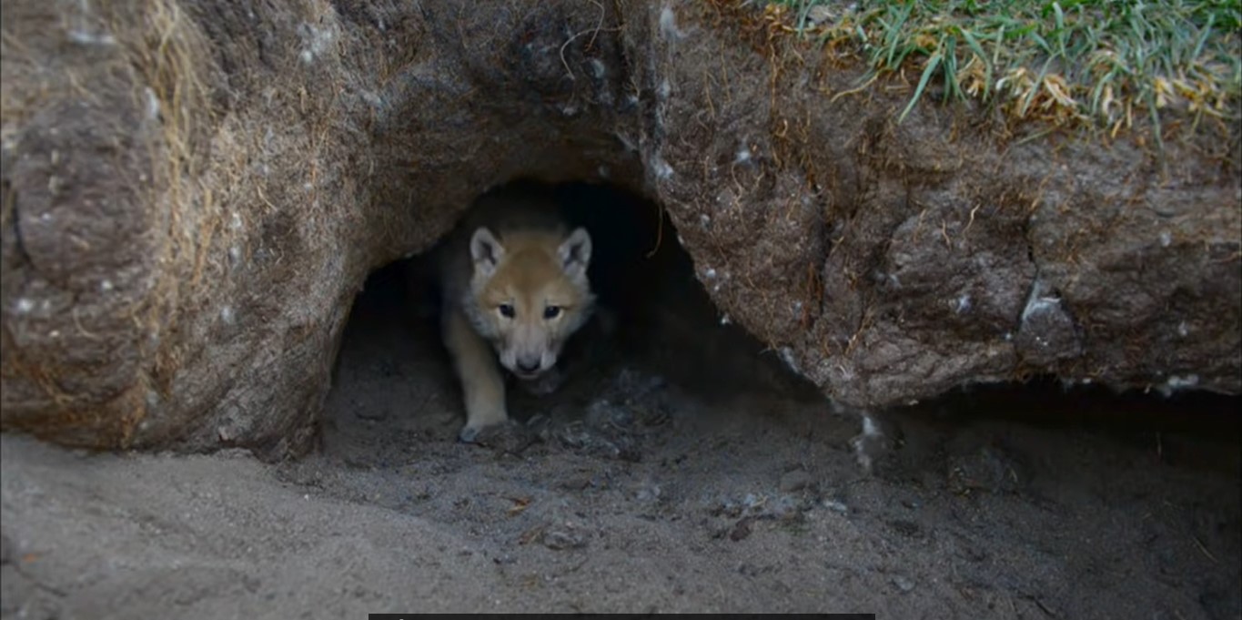 Beim Skifahren sehen die Leute einen Hund, der sich ihnen nähert: Sie ...