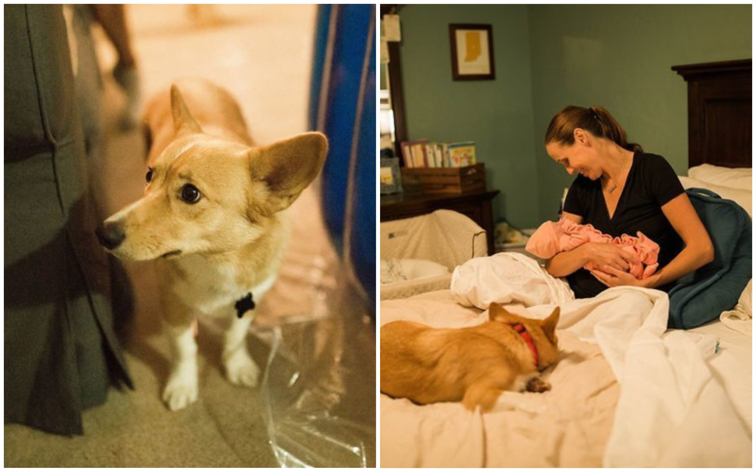 Genau wie ein Mensch: Ein Hund tat alles, um seinem Frauchen bei der Geburt zu helfen. Uberalles