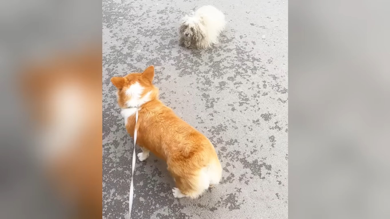 Beim Gassigehen mit ihrem Hund begegnete die Frau einem Streuner: ihr ...